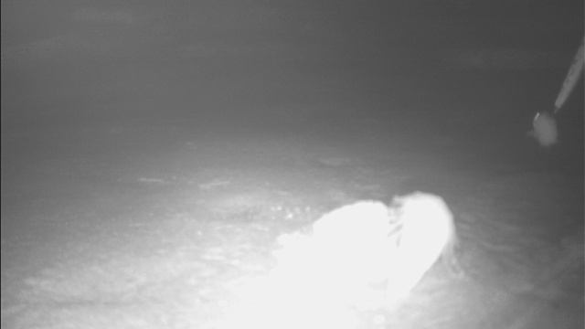 Морской таракан