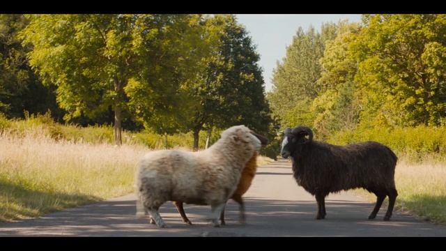 Следствие Ведут Овечки