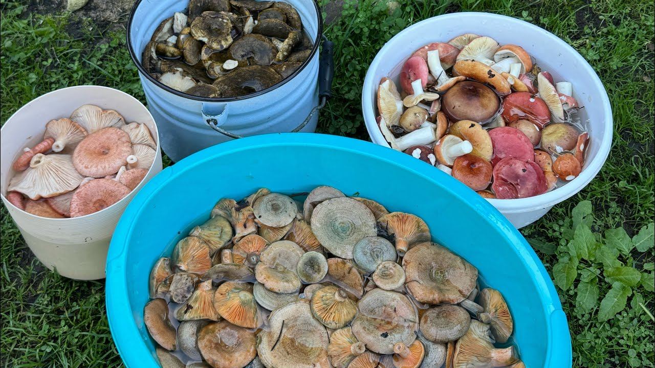 Грибалка 06.09.25