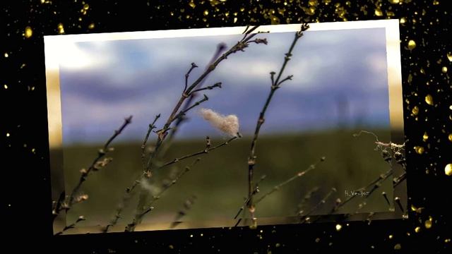 Nilotpala - Гости