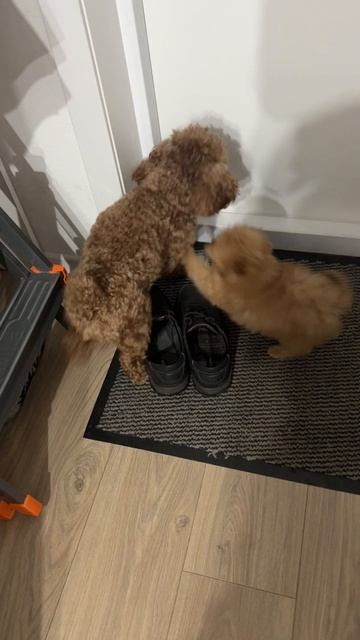 Собачий бой