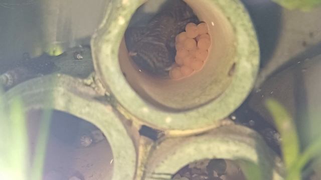 Развитие икры сома анциструса по дням. Икра анциструсов по дням. Сом анциструс высиживает икру