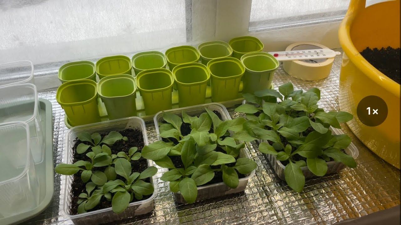 Петунии 1месяц. ПЕРЕСАДКА РАССАДЫ!