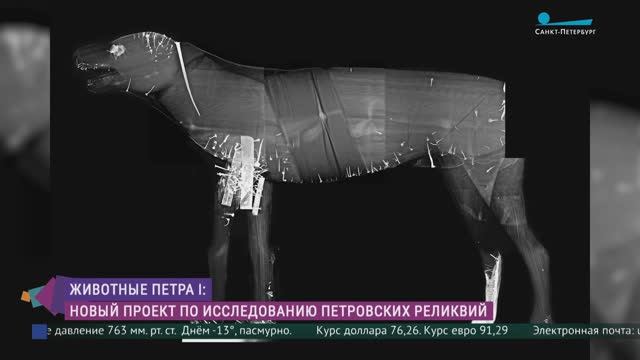 Любимые животные Петра I. Новый проект по исследованию петровских реликвий