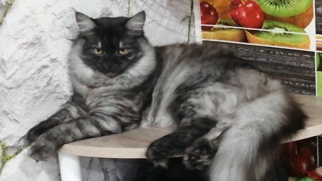 Мой кот Моня спит на тумбочке