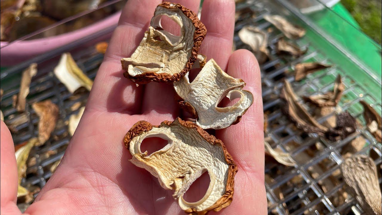 Как посушить грибы и сохранить