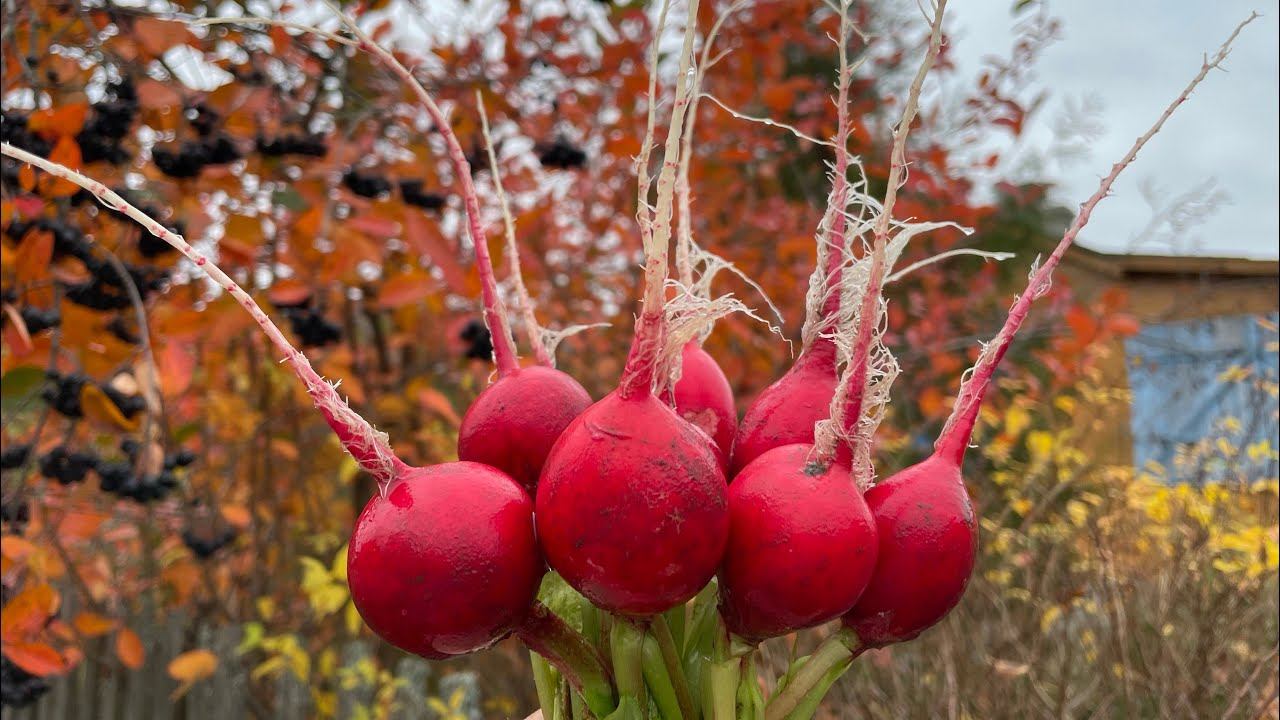Дела огородные. Октябрь. Теплица малого ухода и больших урожаев)))