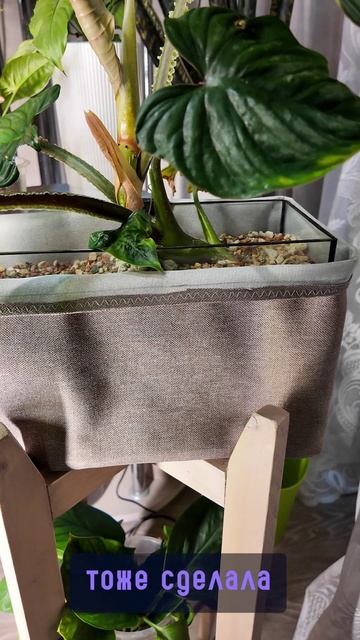 ☘️Как себя чувствуют АЛОКАЗИЯ и ФИЛОДЕНДРОН в ЗКС   #комнатныерастения #алоказия #филодендрон