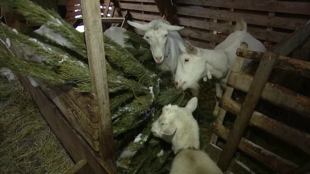 Саратов. Итоги | 24 января