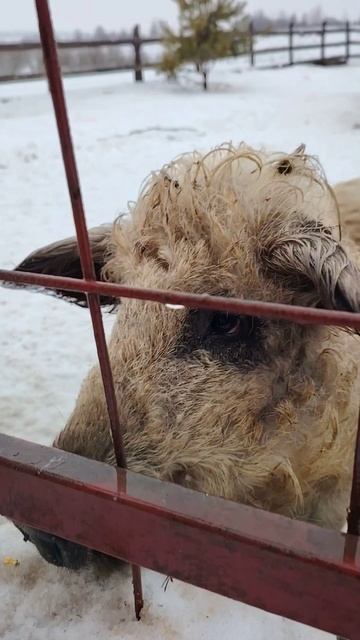 Верблюд, поросята и козы на базе отдыха Голубая даль.