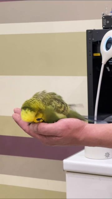 попугай болтун