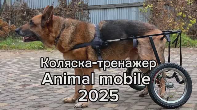 Коляска-тренажер для немецкой овчарки