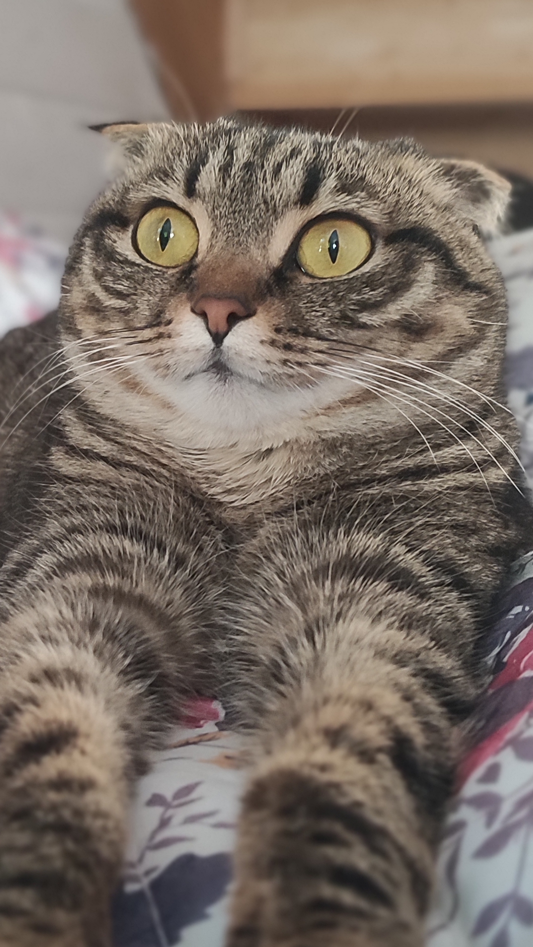 Эту кошку я рисовала три раза ☺️🎨🙀 (в конце видео).