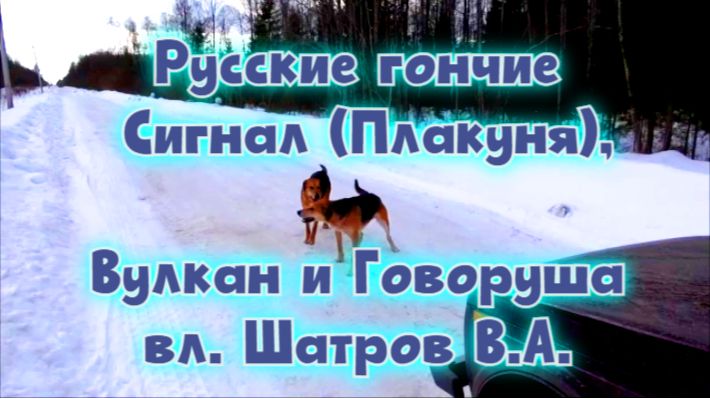 Русских гончих Сигнал, Вулкан и Говоруша Шатрова В.А. #охотасгончей#собака #животные #топ #hunting