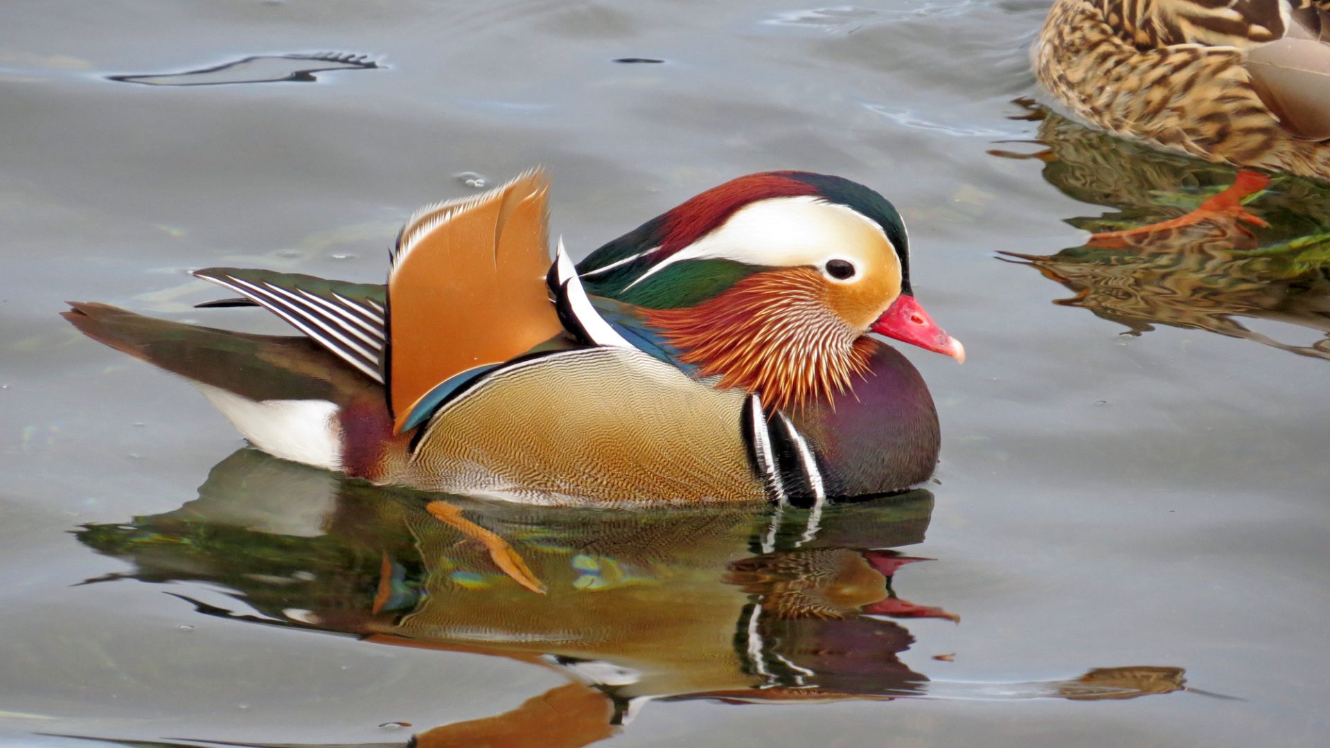 Утка Мандаринка и другие на набережной Феодосии.