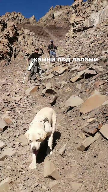 Собака против горного спуска 🐕⛰️ Испытание в горах Дагестана