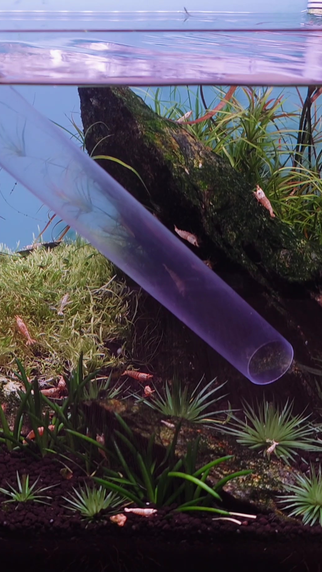 Как правильно обслуживать #аквариум #креветочник