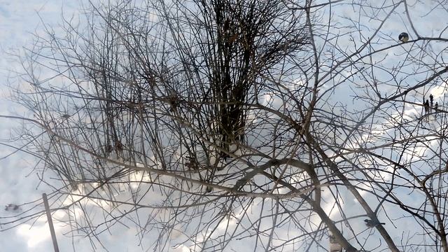 Синицы за окном