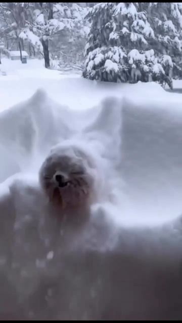 Снежная ванна собаки 😀