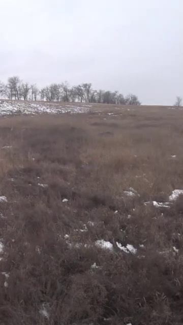 Работа легавой по фазану1#shorts