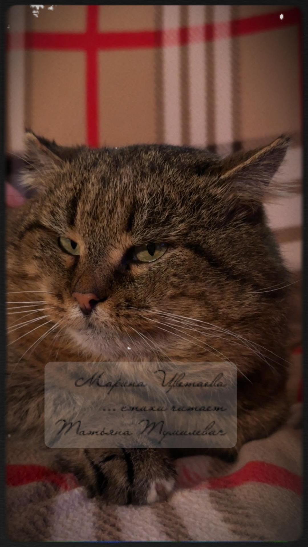 Марина Цветаева "Собаки спущены с цепи..." Стихи читает Таня Тумилевич и Барсик.