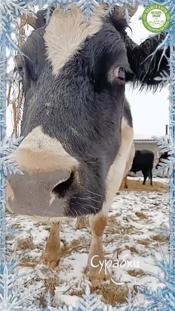 🐮 Кто корове друг, тому и утро в радость