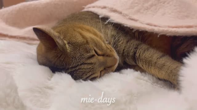 Спокойный день с 3 кошками. Простые рецепты.