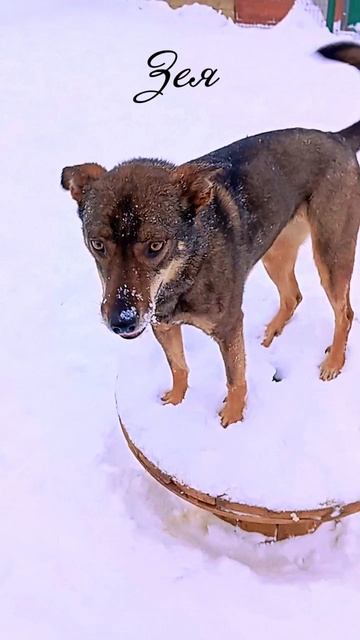 "Драматическое с площадки" ❥ Приют в Малинках #приютдляживотных