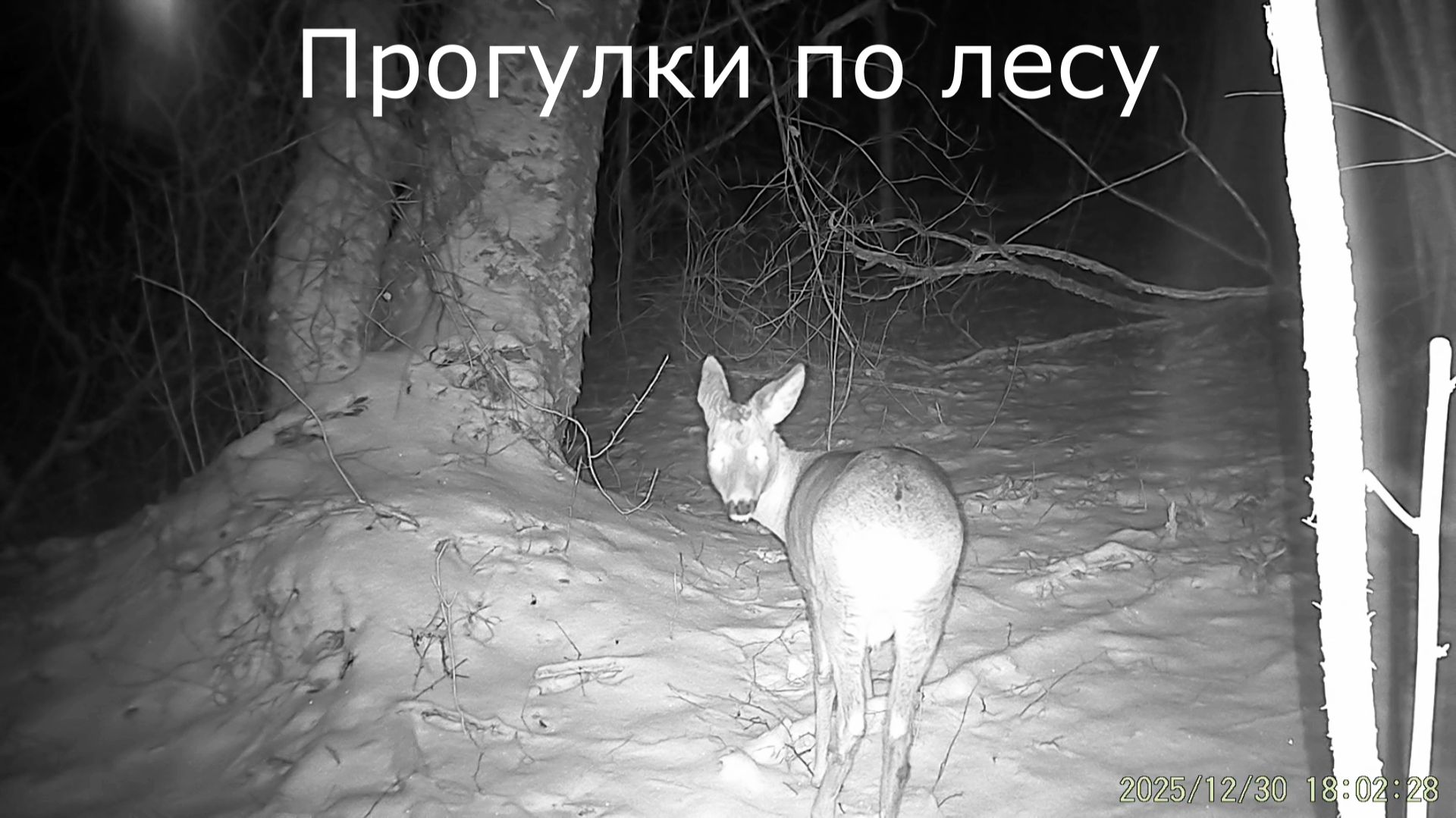 Разбираюсь с глюками фотоловушки WIFI mini 301 (год работы).