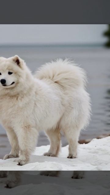 беленький песик стоит на снегу