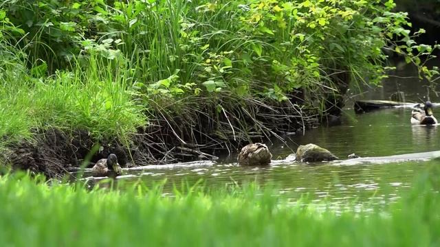 Защитники Отечества - выпуск 61