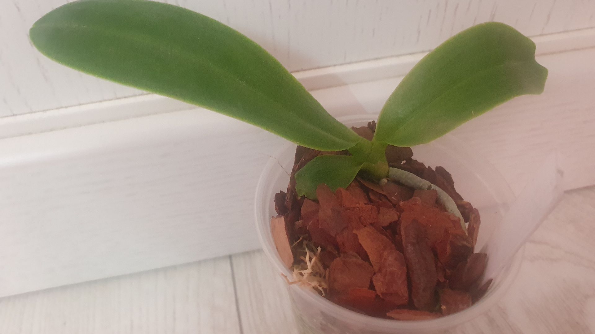 Занимаюсь своими орхидеями.