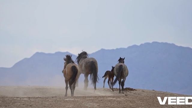 BallaDonna_Мустанг Иноходец