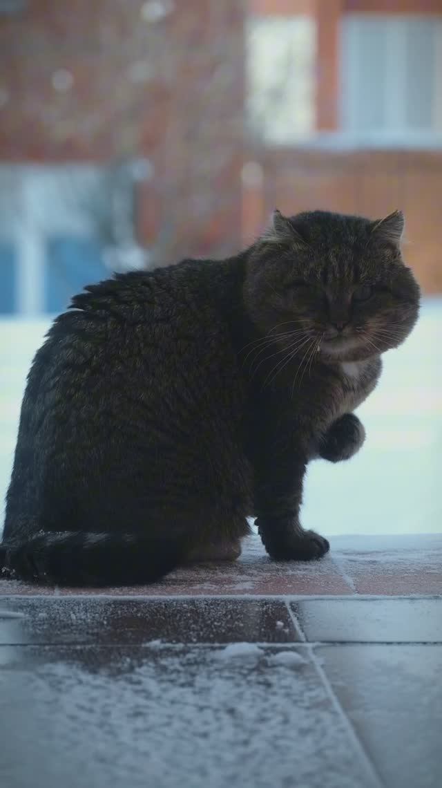 Видео снято дочерью Валерией на профессиональную камеру 26-01-2026