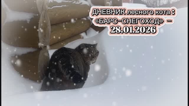 ДНЕВНИК лесного кота: «БАРС-снегоход» - 28-01-2026