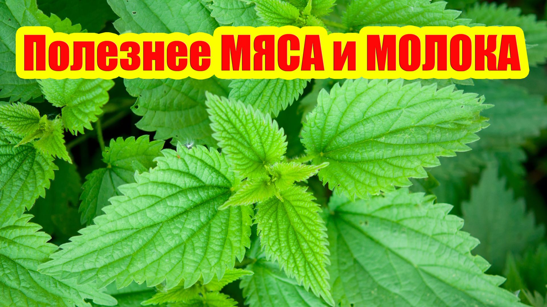 Более питательное, чем мясо и молоко! Почему этот растительный дар был объявлен «опасным мусором»?