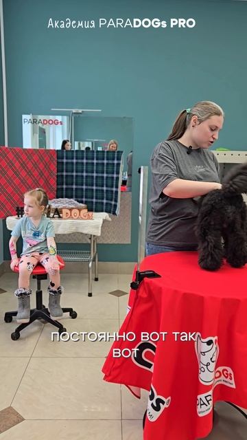 Как приучить собаку к фену. Шаг 1