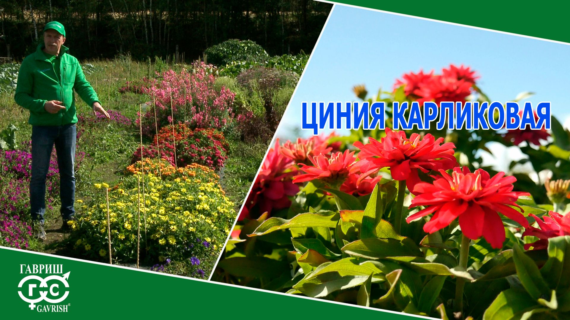 ЦИННИЯ КАРЛИКОВАЯ