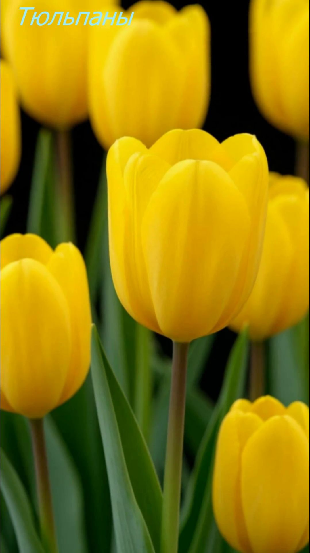 Тюльпаны