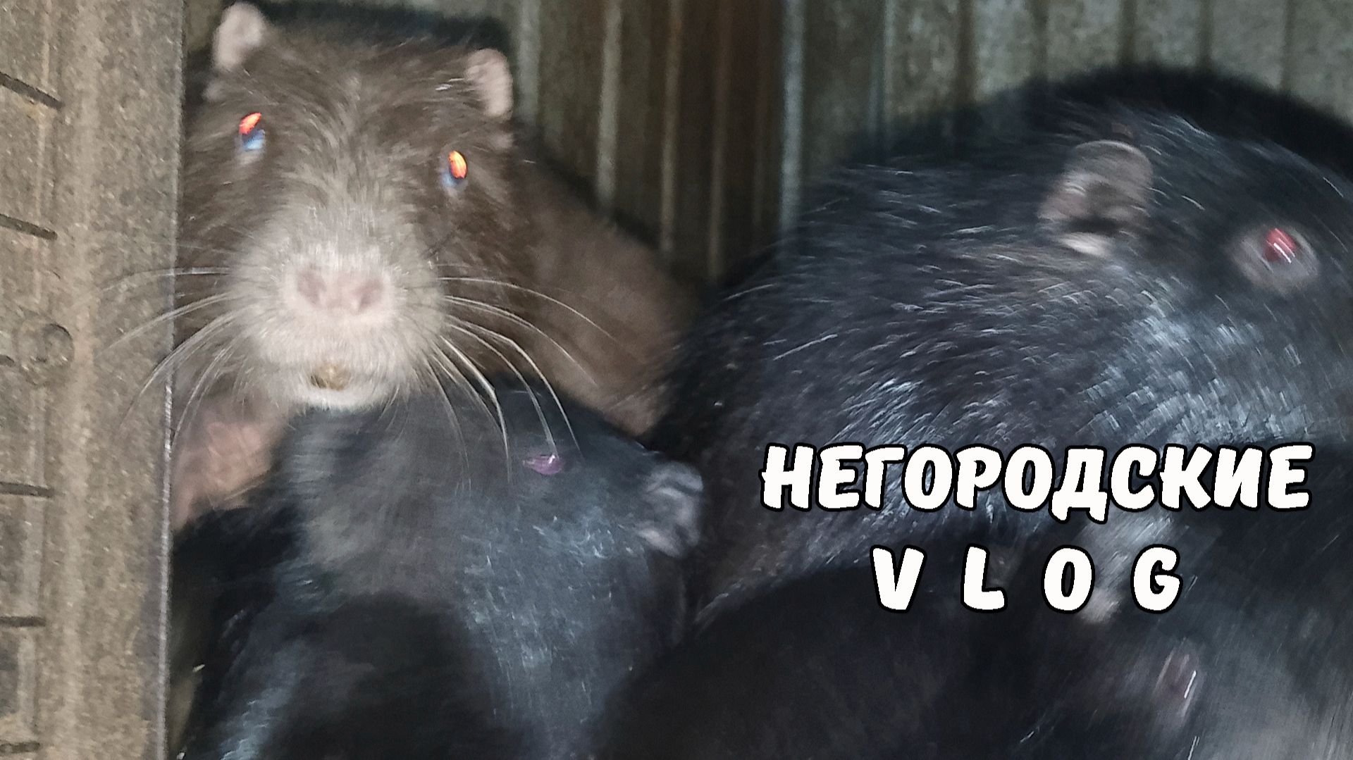 Постоянно надо пополнять запасы кормов для НУТРИЙ... 26.01.26