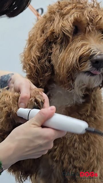 Красавчик Ричард на груминге