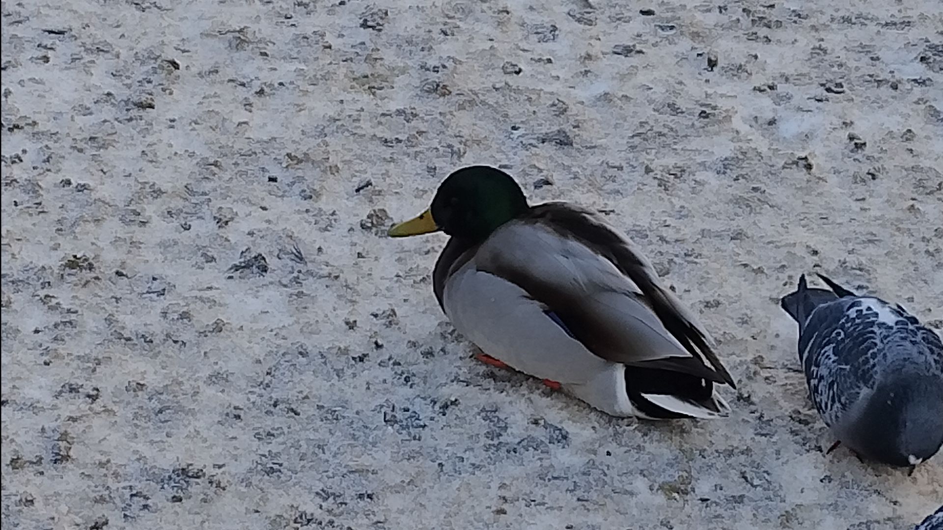 390d510fdcb11f09bc88e06ee7bb10d