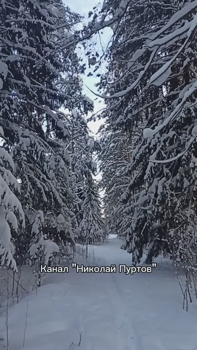 Зимний лес.👍