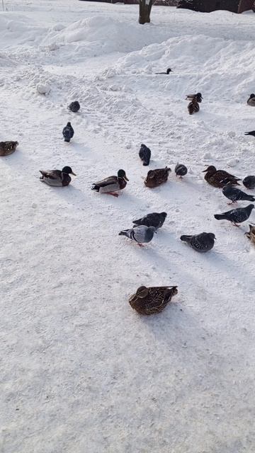 дворовые уткоголуби