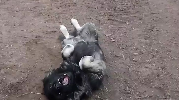 Кавказская овчарка. Дайте мне спокойно поспать!