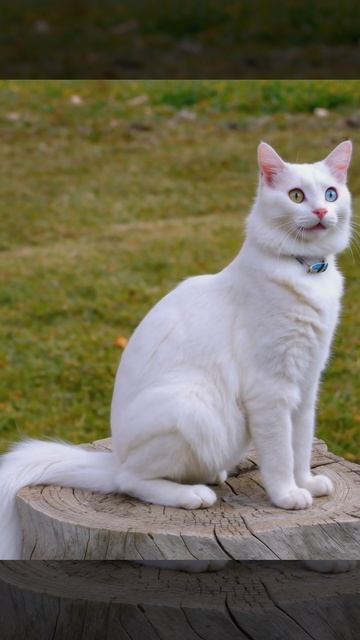 милый котик беленький