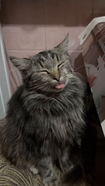 Залип котейка