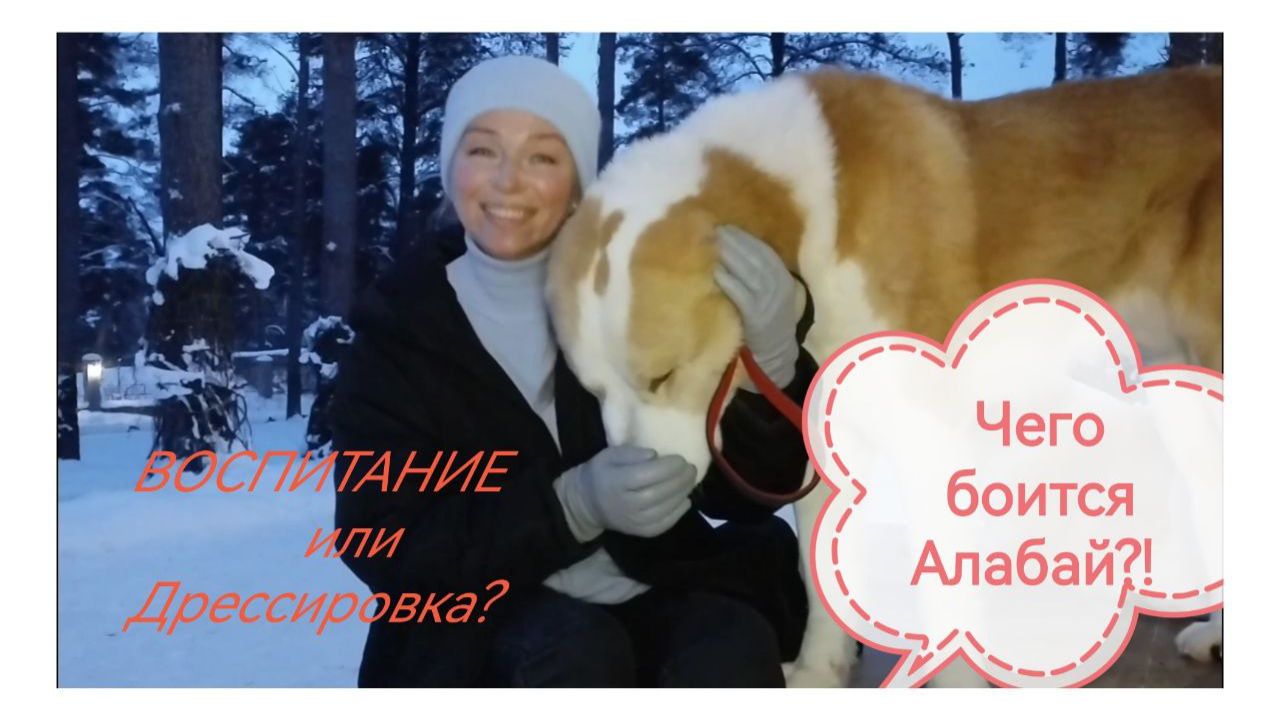 Чего боится Алабай? Воспитание или дрессировка?