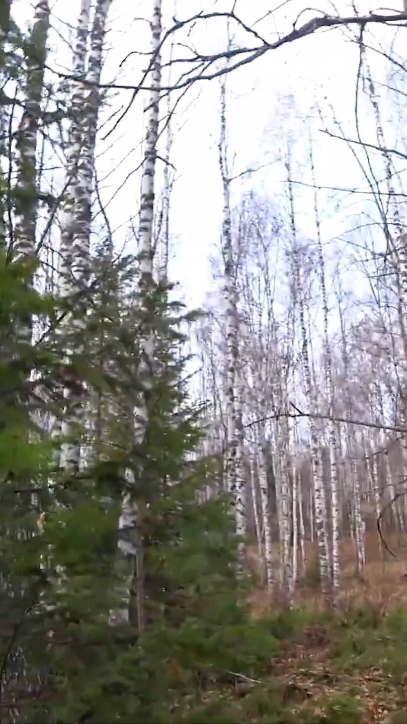 Охота на рябчика в тайге.