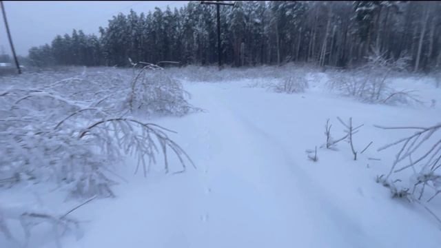 По лесу на лыжах после дождя